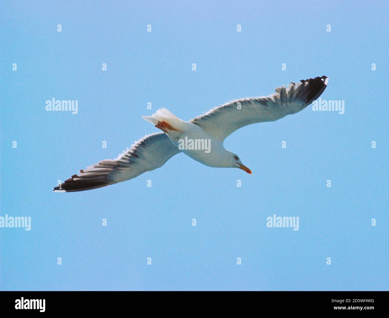 Bottom view of a seagull flying in the sky with open wings Stock Photo ...
