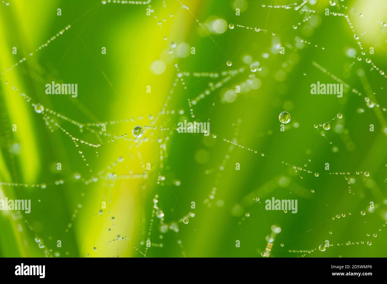 Water drops on the spider web hi-res stock photography and images - Alamy