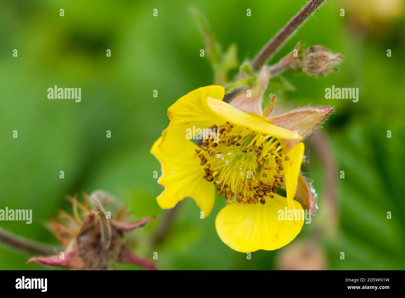 Geum "farmer john cross" yellow flower closeup, United Kingdom Stock ...