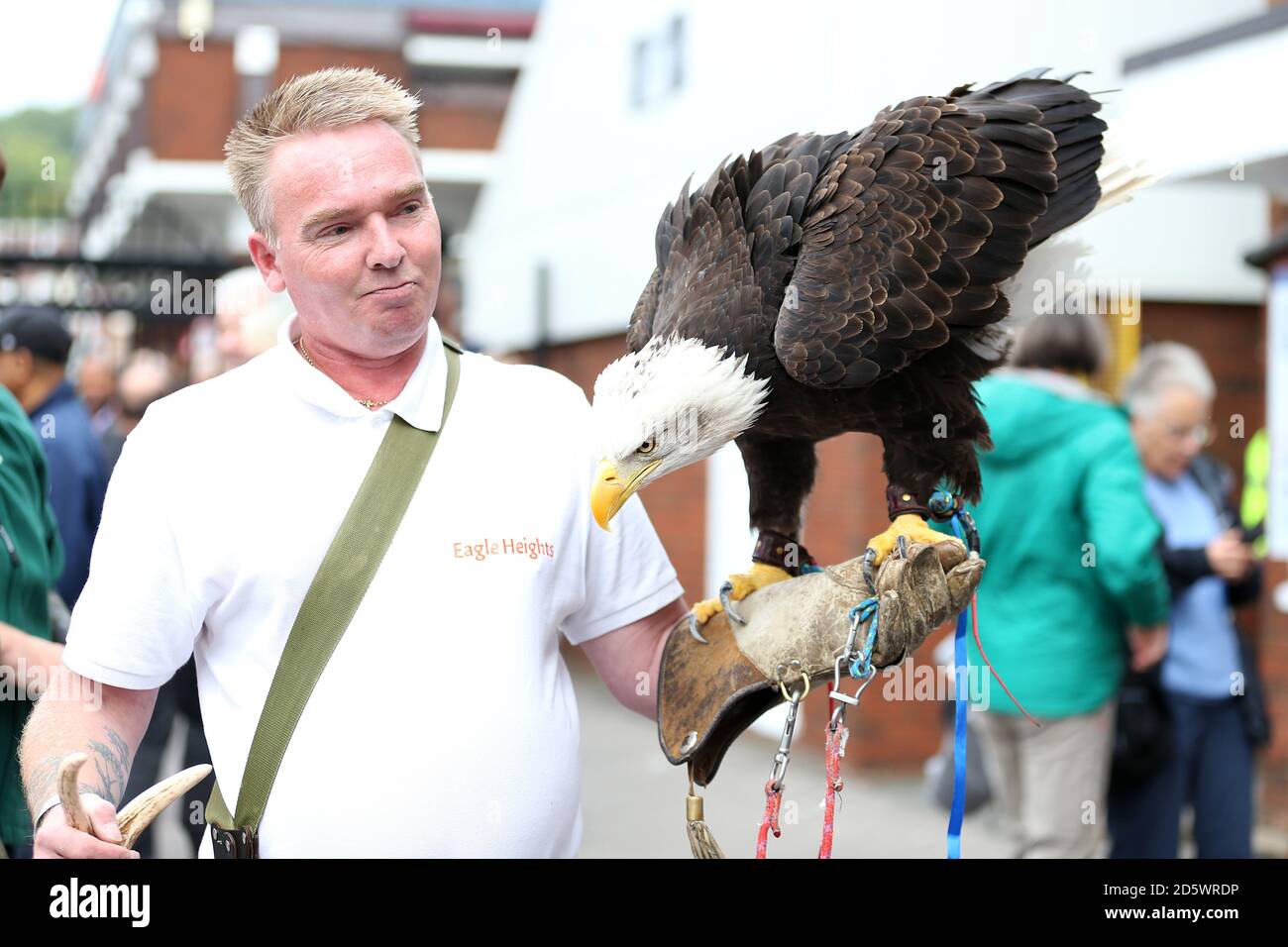 Crystal palace mascot Kayla the American Bald Eagle before the game ...