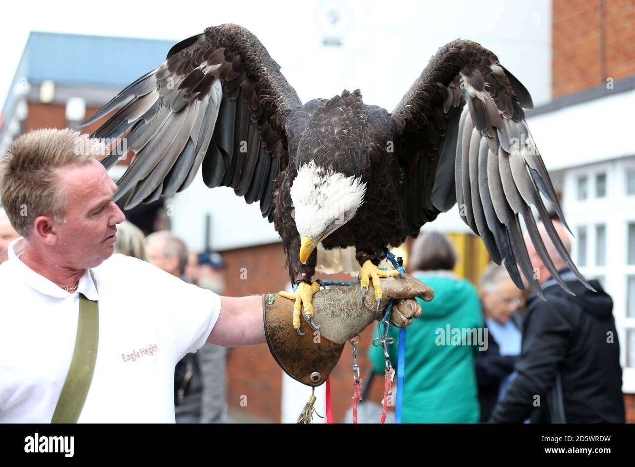 Crystal palace mascot Kayla the American Bald Eagle before the game ...