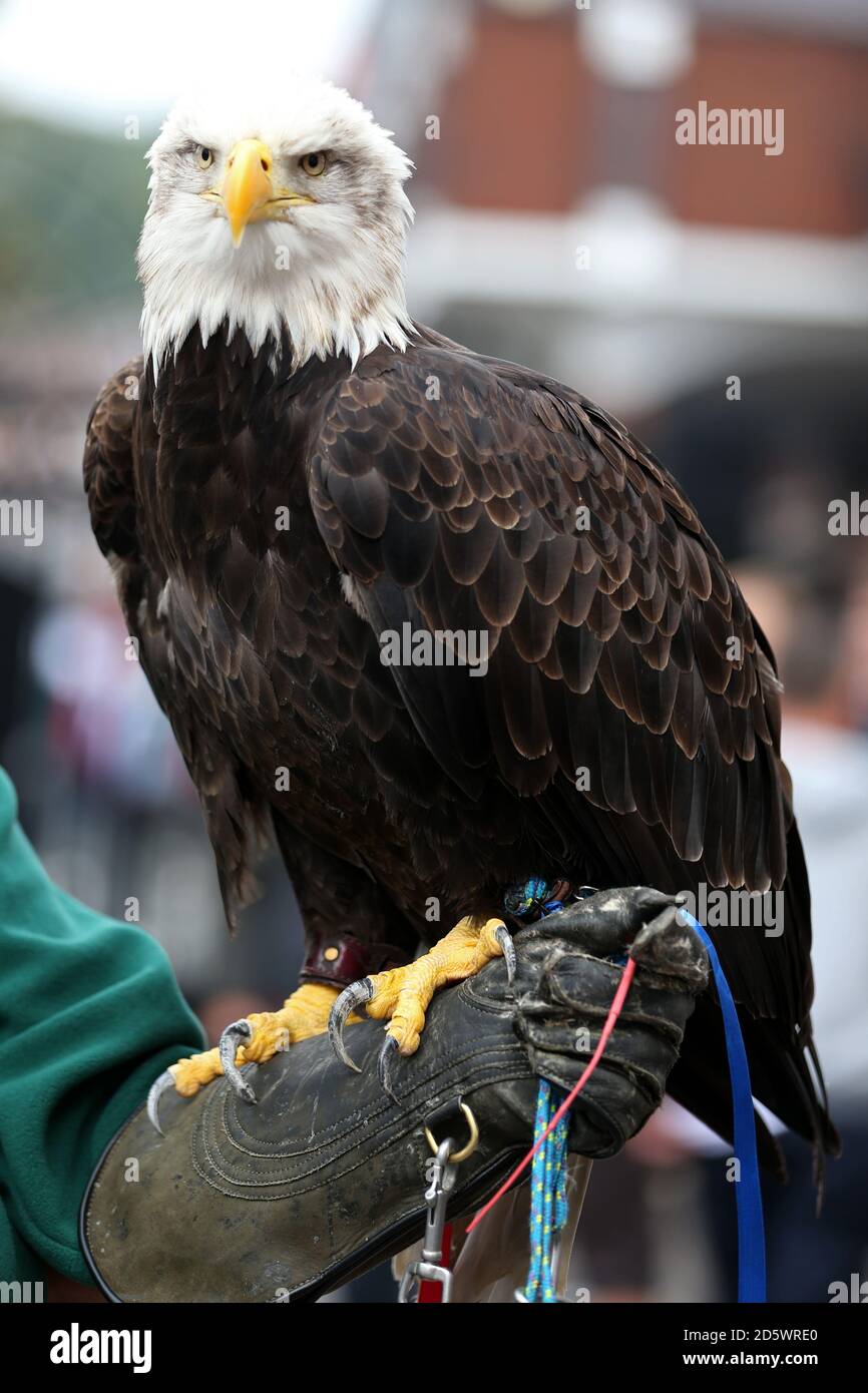 Crystal palace mascot Kayla the American Bald Eagle before the game ...