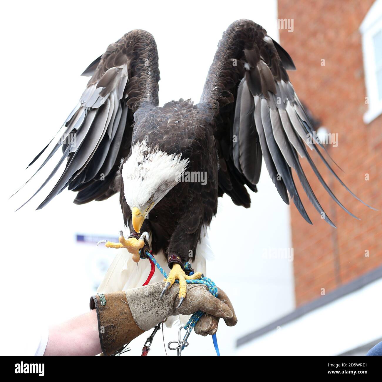 Crystal palace mascot Kayla the American Bald Eagle before the game ...