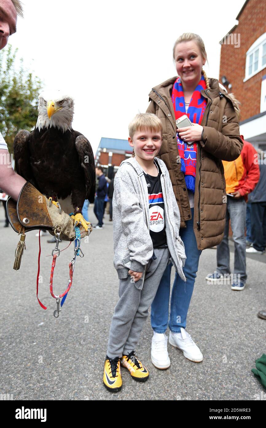 Crystal palace mascot Kayla the American Bald Eagle with fans before ...