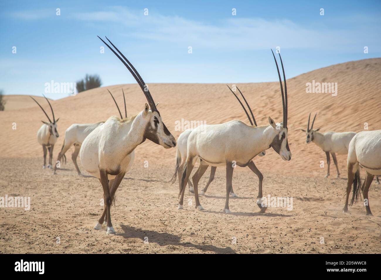 arabian oryx in a desert near Dubai Stock Photo - Alamy