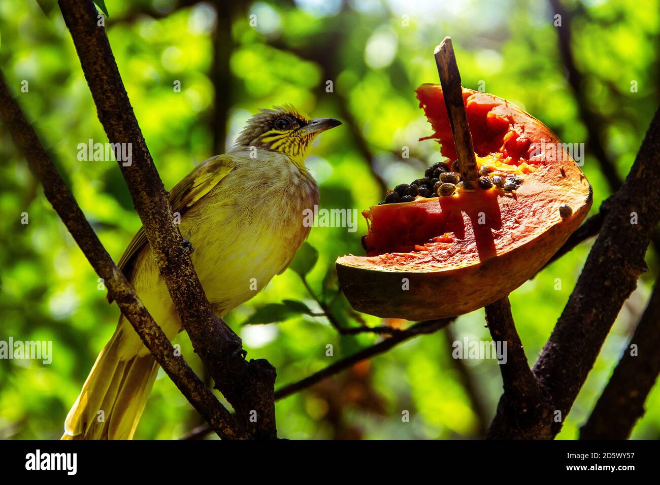 Yellow tropical bird feeding the fruit of the papaya in the parkland ...