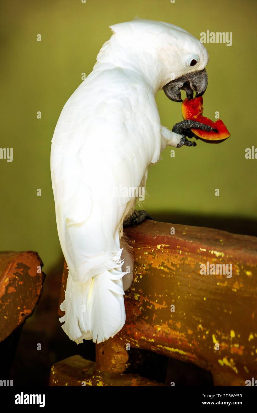 White cockatoo (Cacatua alba) parrot sitting on the branch of tree and ...