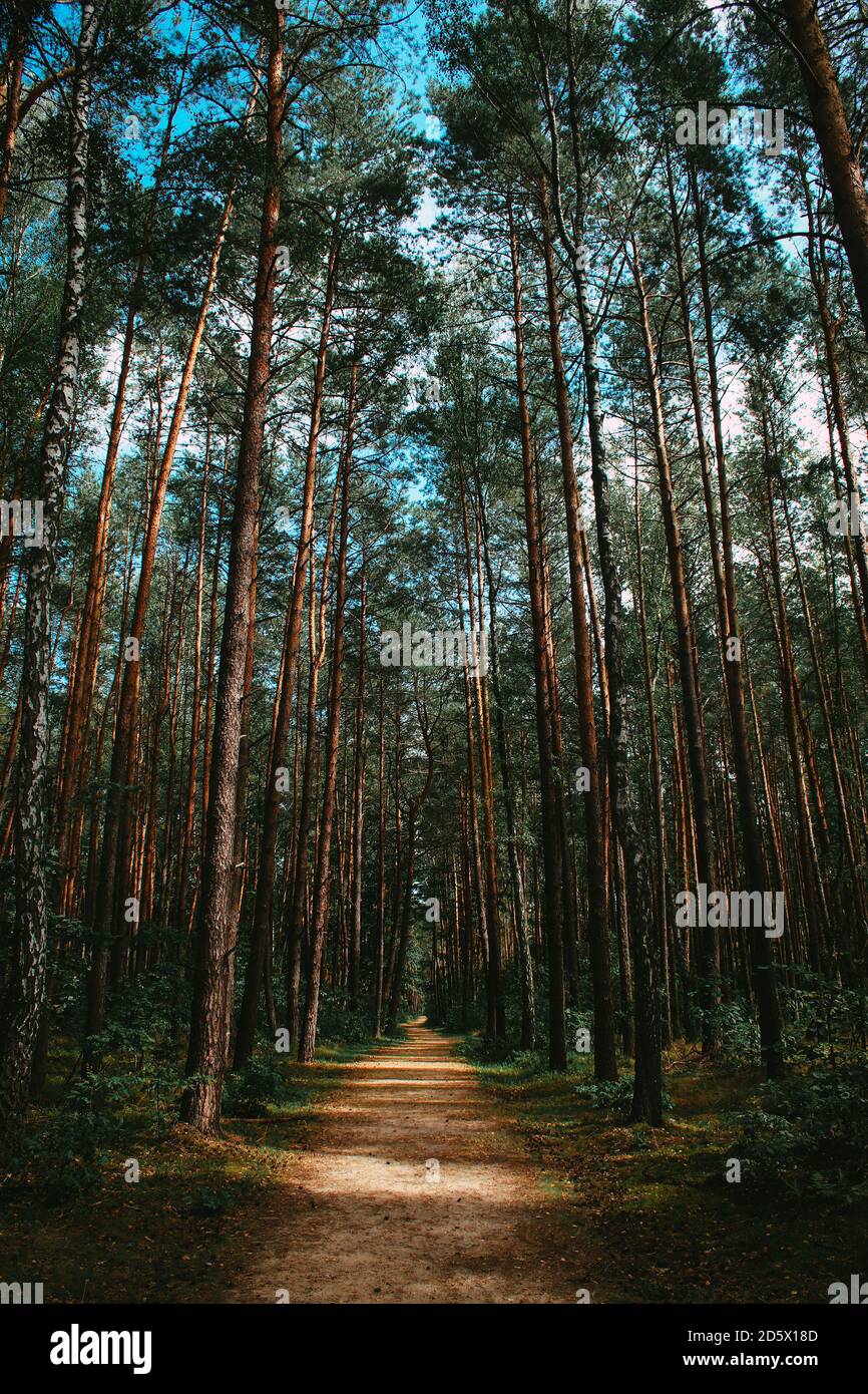 Path trail through the pine tree young forrest Stock Photo - Alamy