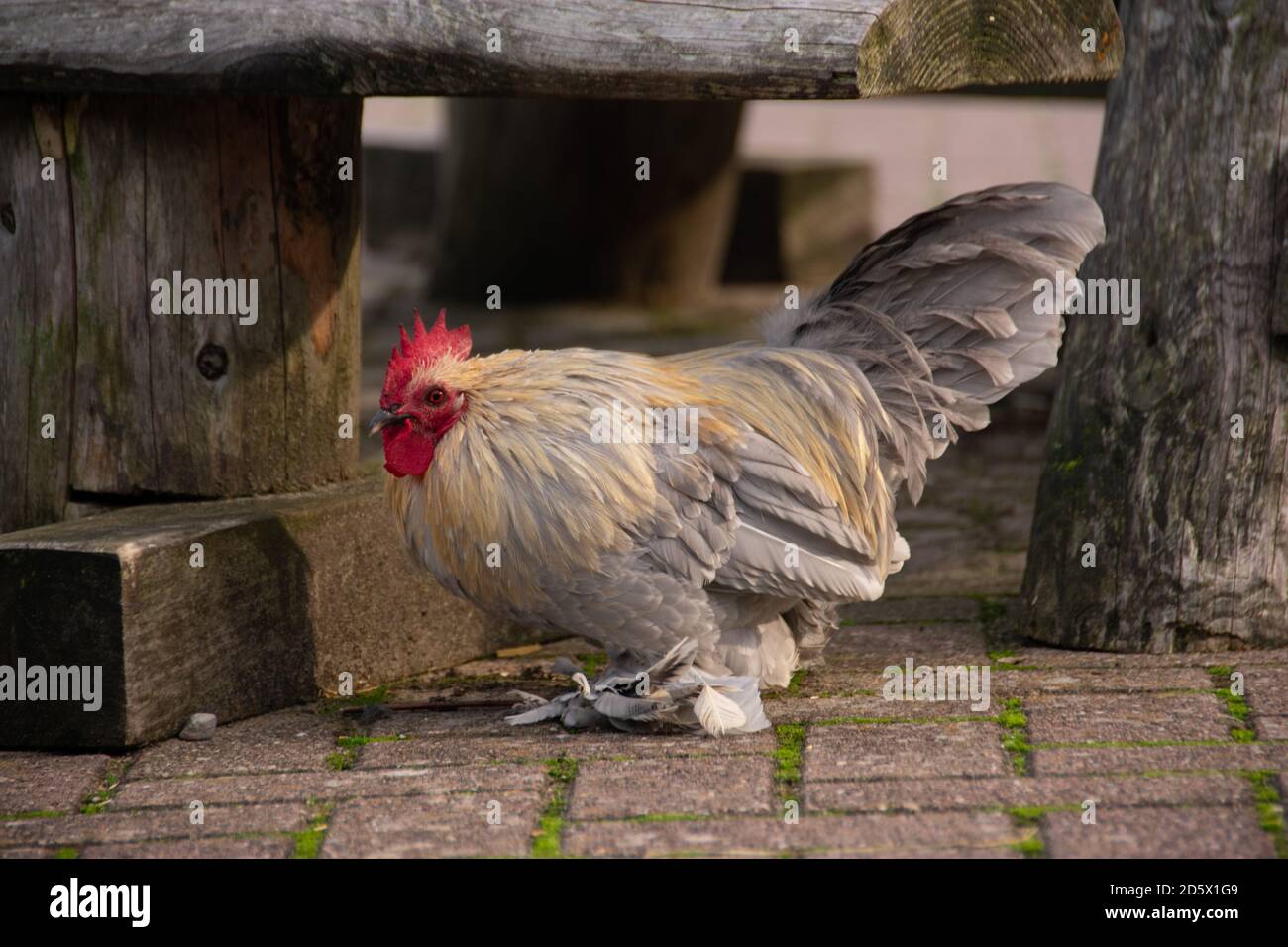 chicken walking arround the table looking for food Stock Photo - Alamy