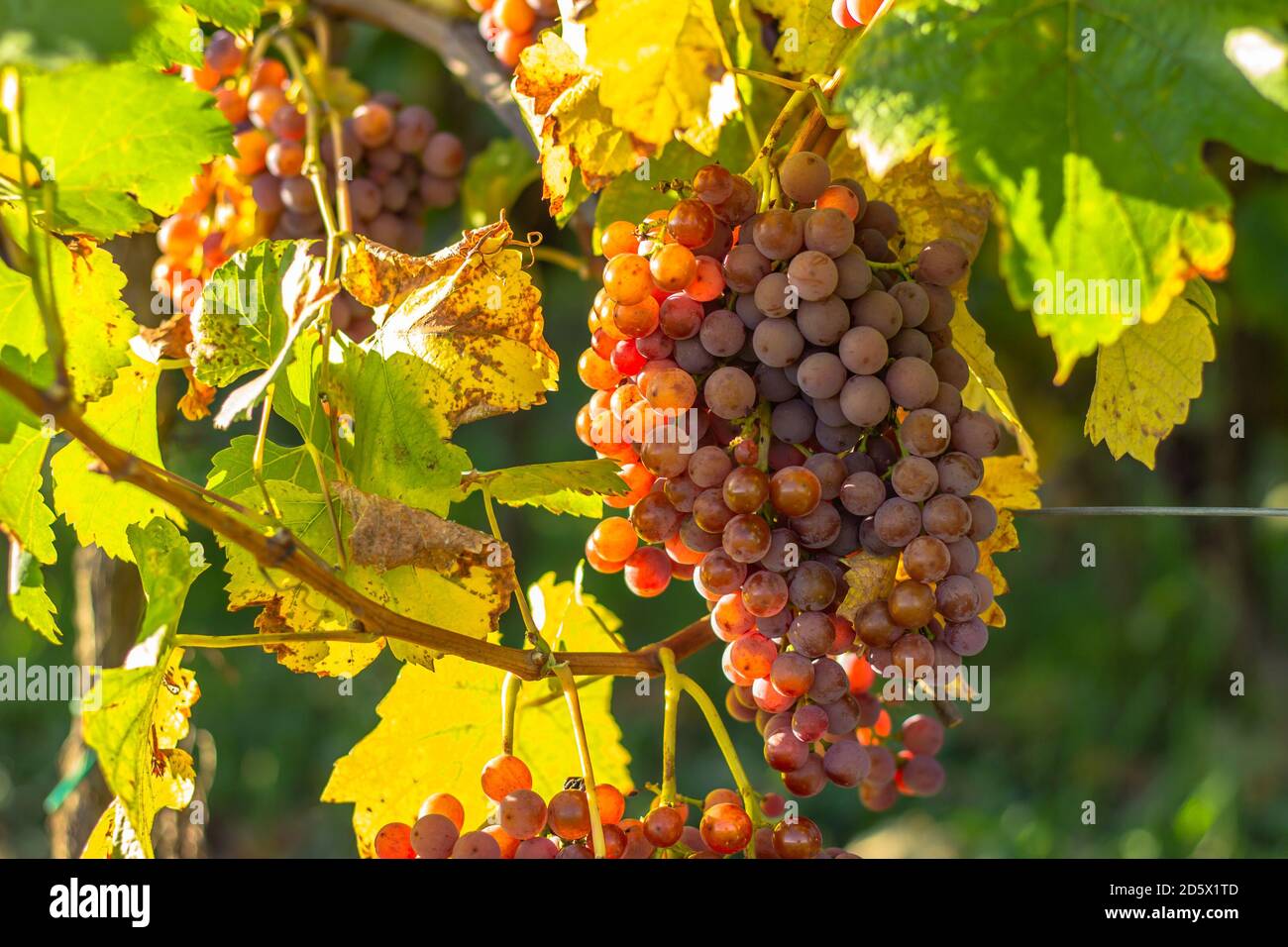 Detail of sweet organic juicy grapevine in autumn. Close up of fresh ...
