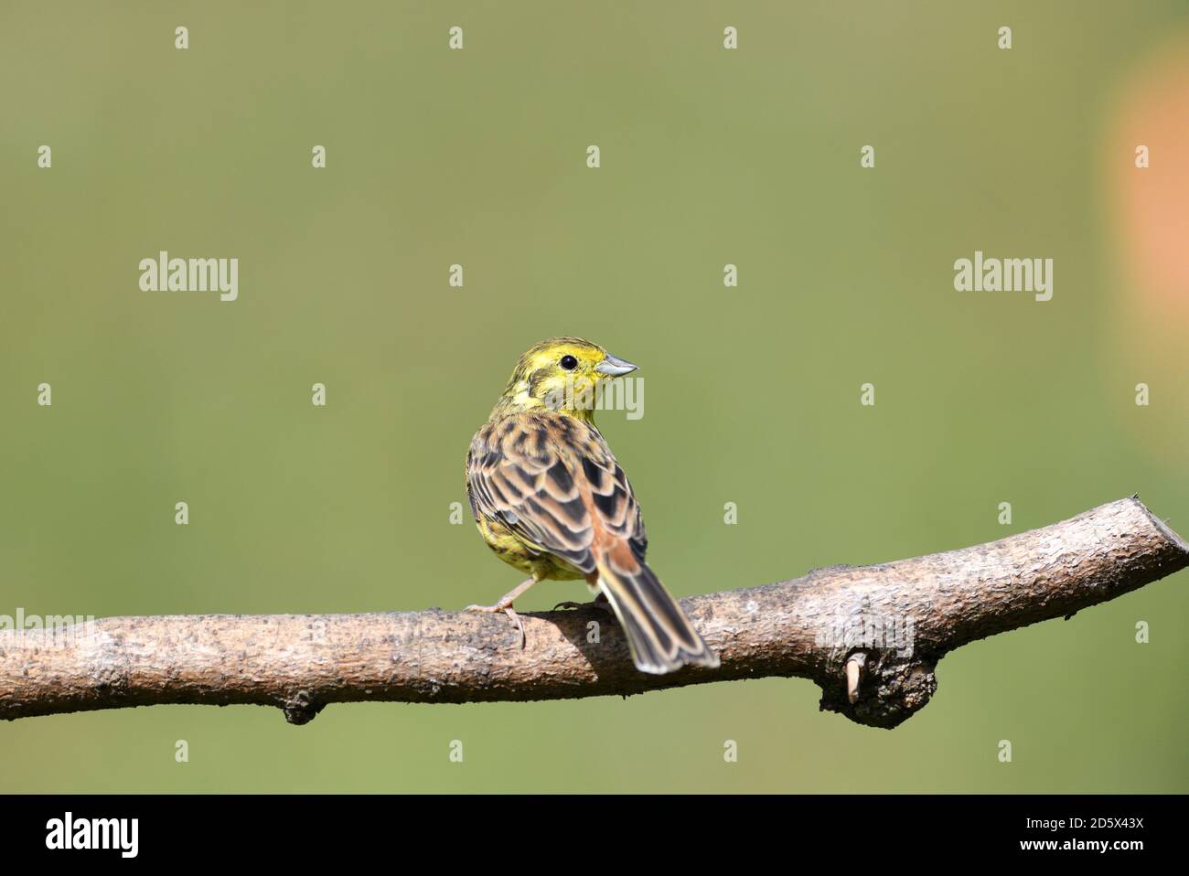 Yellow Hammer Bird High Resolution Stock Photography and Images - Alamy