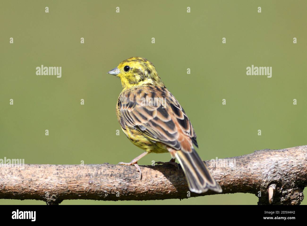 Yellow Hammer Bird High Resolution Stock Photography and Images - Alamy