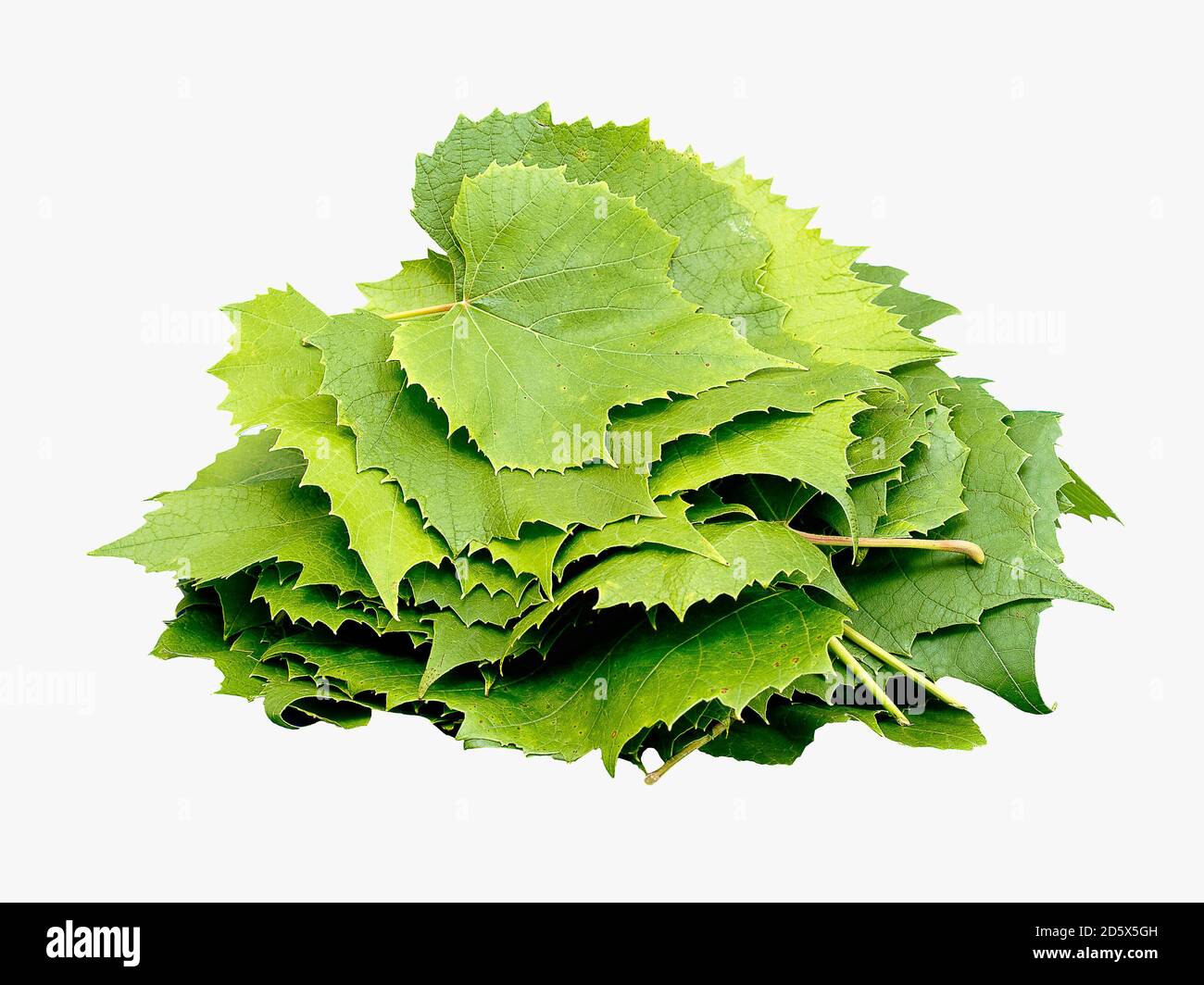 Russia. Moscow region. Grape leaves isolated on white Stock Photo - Alamy