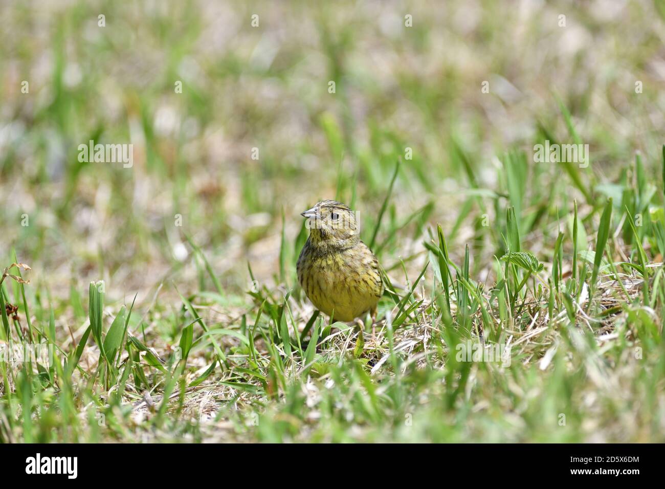 The yellowhammer walks on the grass looking for seed food in the summer ...
