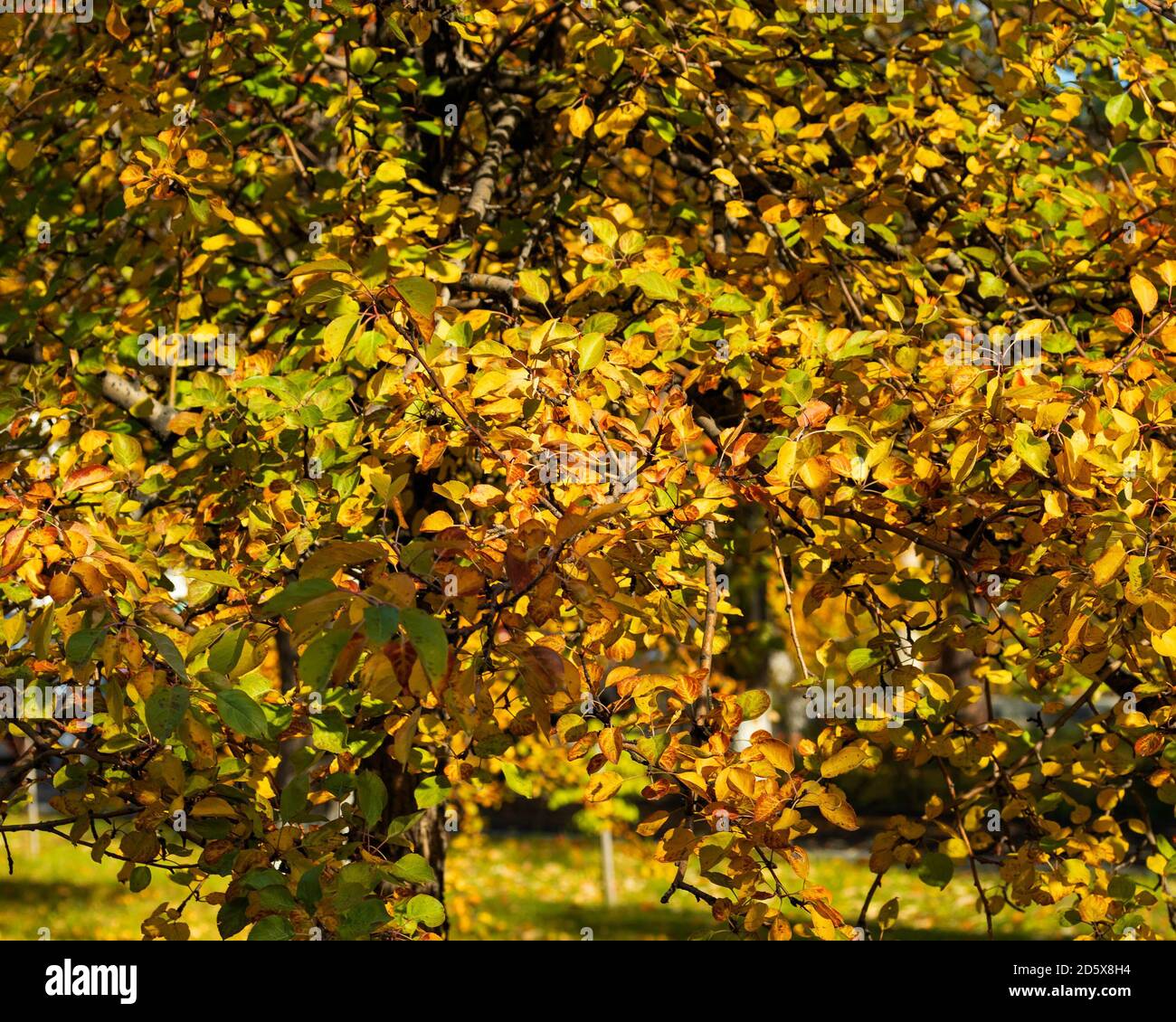 Branches of trees with yellow autumn leaves Stock Photo - Alamy