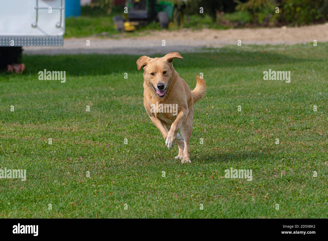 dog running and playing in backyard Stock Photo - Alamy