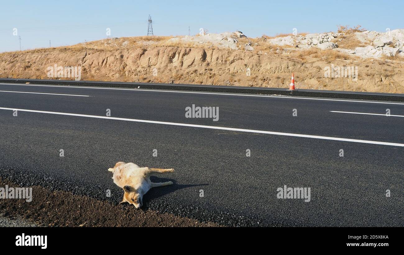 preventing animal slaughter, protecting animals, the fox killed by ...