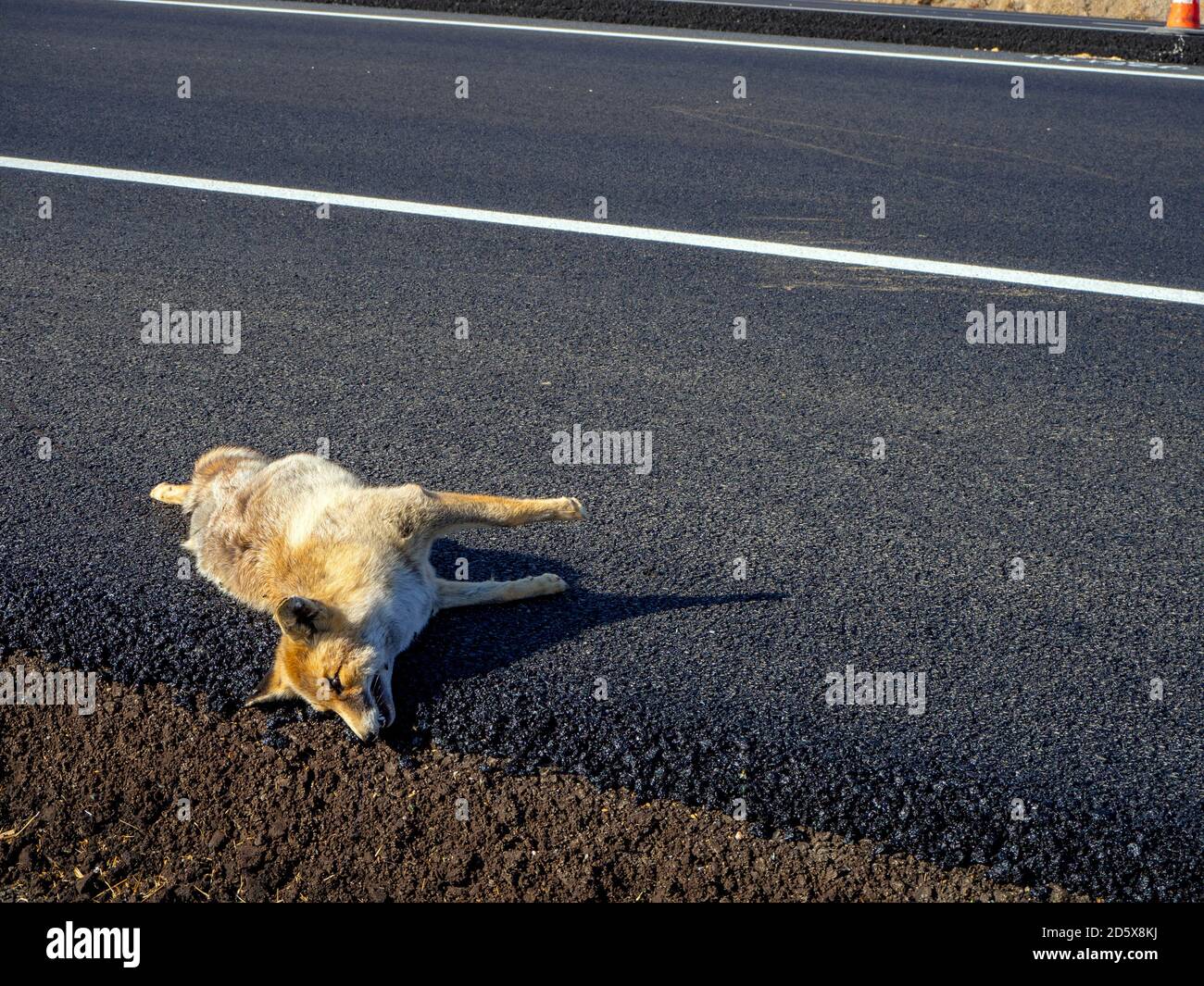 preventing animal slaughter, protecting animals, the fox killed by ...