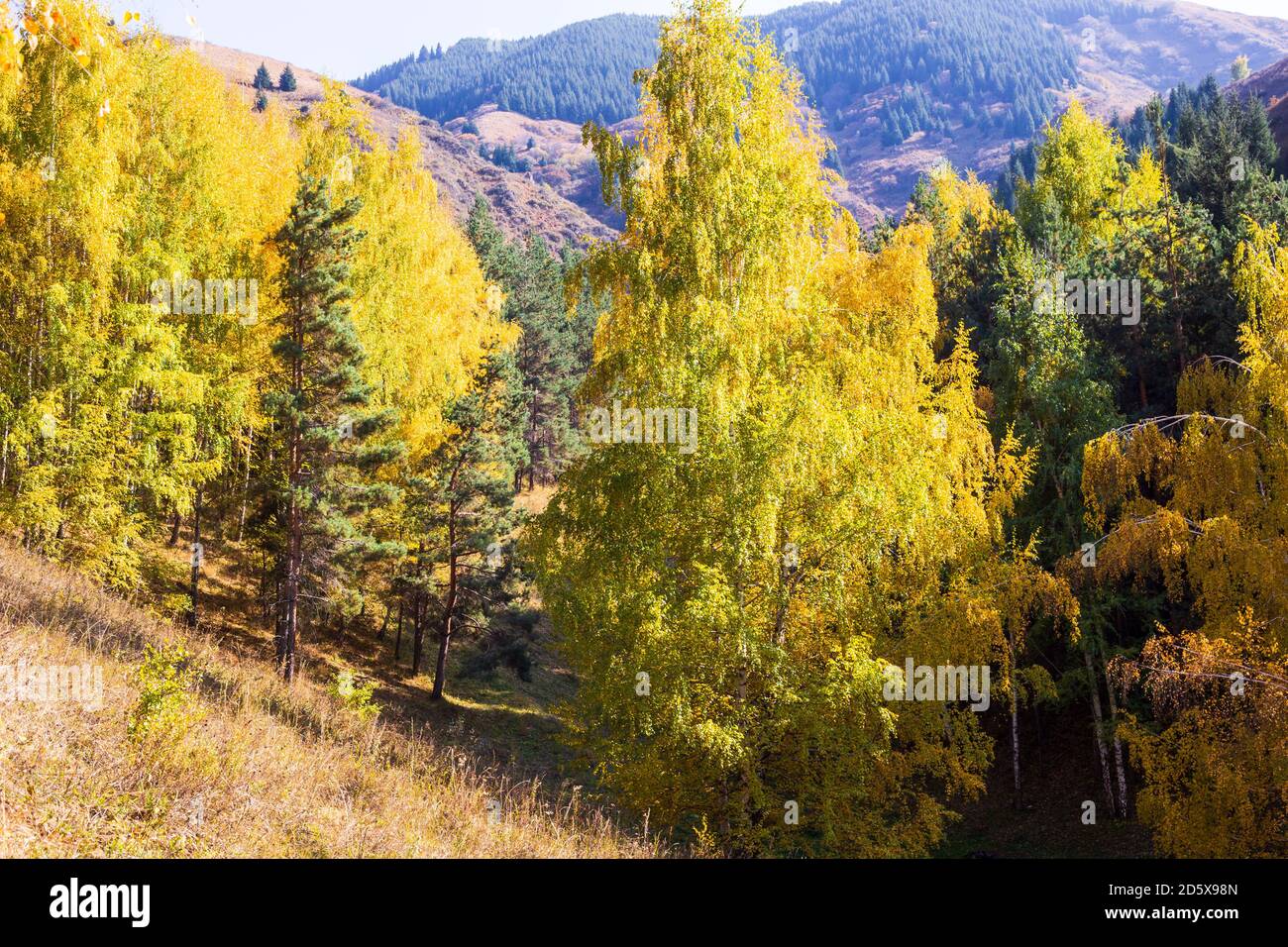 Autumn landscape. Beautiful birch trees. Walk in the birch forest ...
