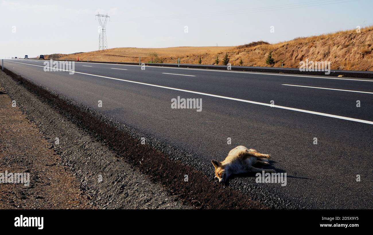 preventing animal slaughter, protecting animals, the fox killed by ...