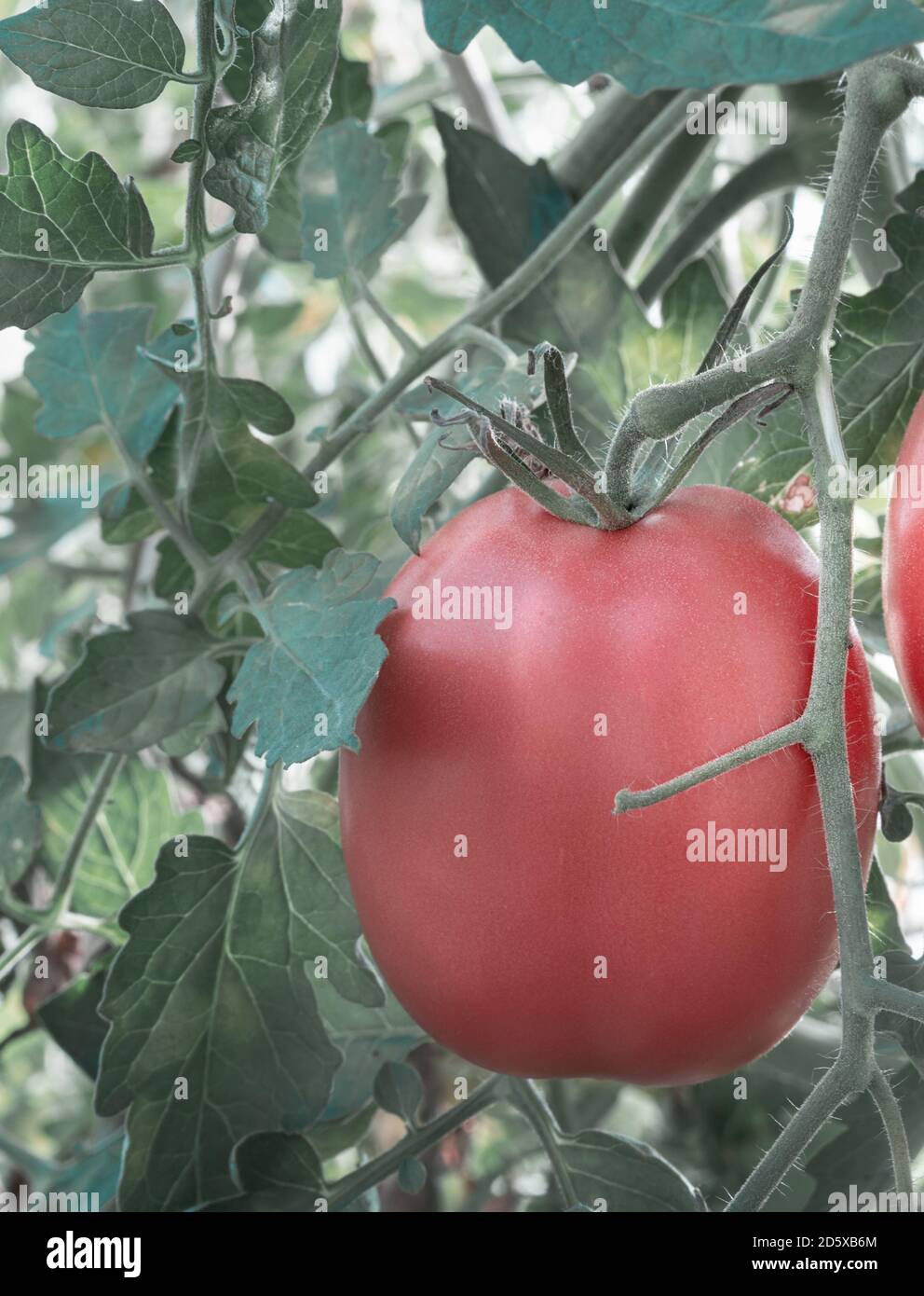 Tomatoes ripen on the branches of a Bush Stock Photo - Alamy