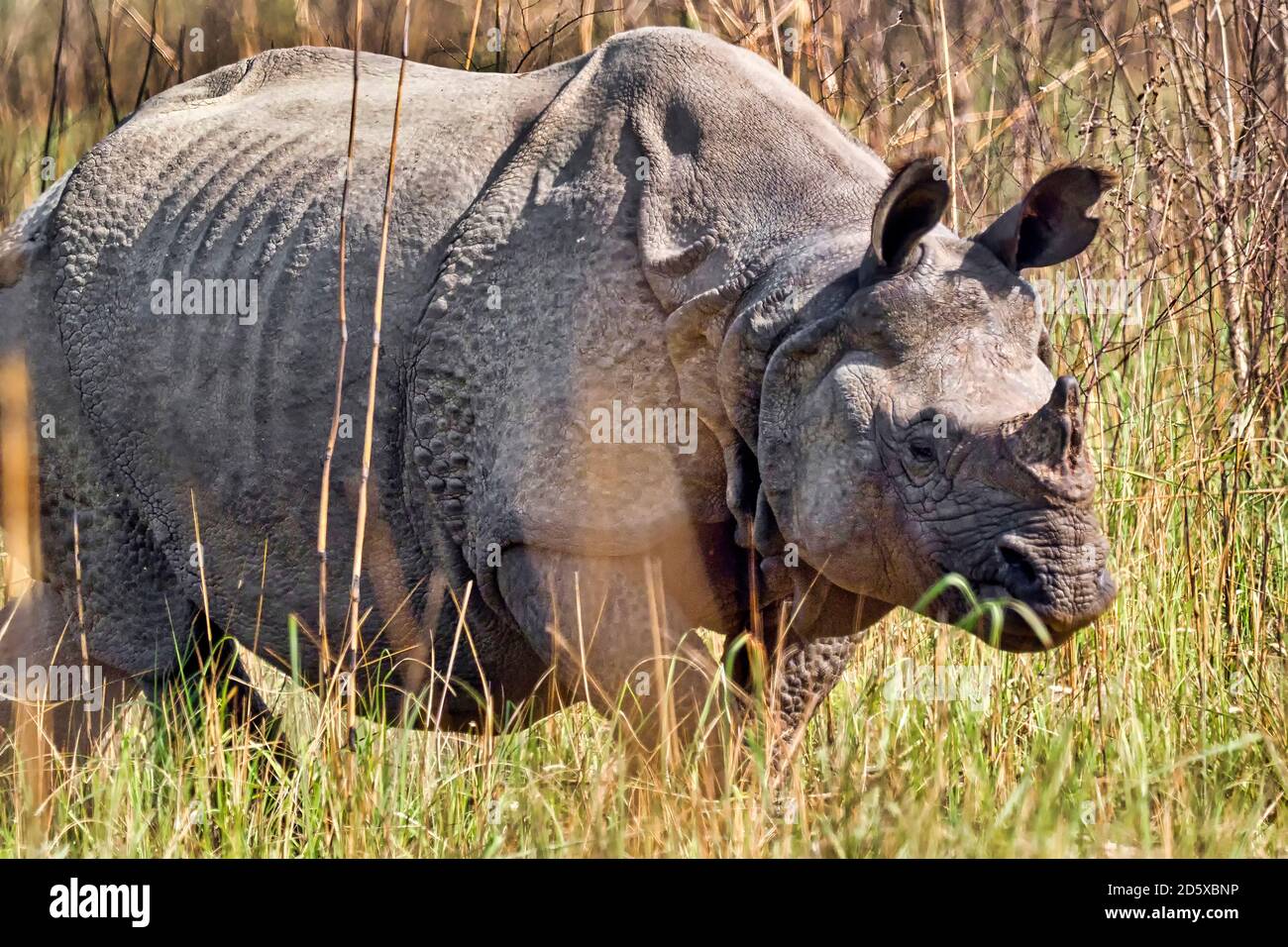 Greater One-horned Rhinoceros, Indian Rhinoceros, Asian Rhino ...