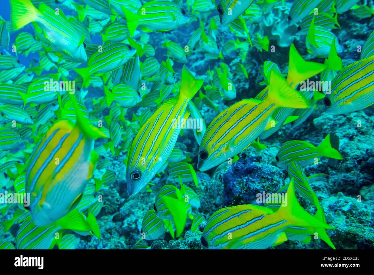 Blue-striped Snapper, Lutjanus kasmira, North Ari Atoll, Maldives ...