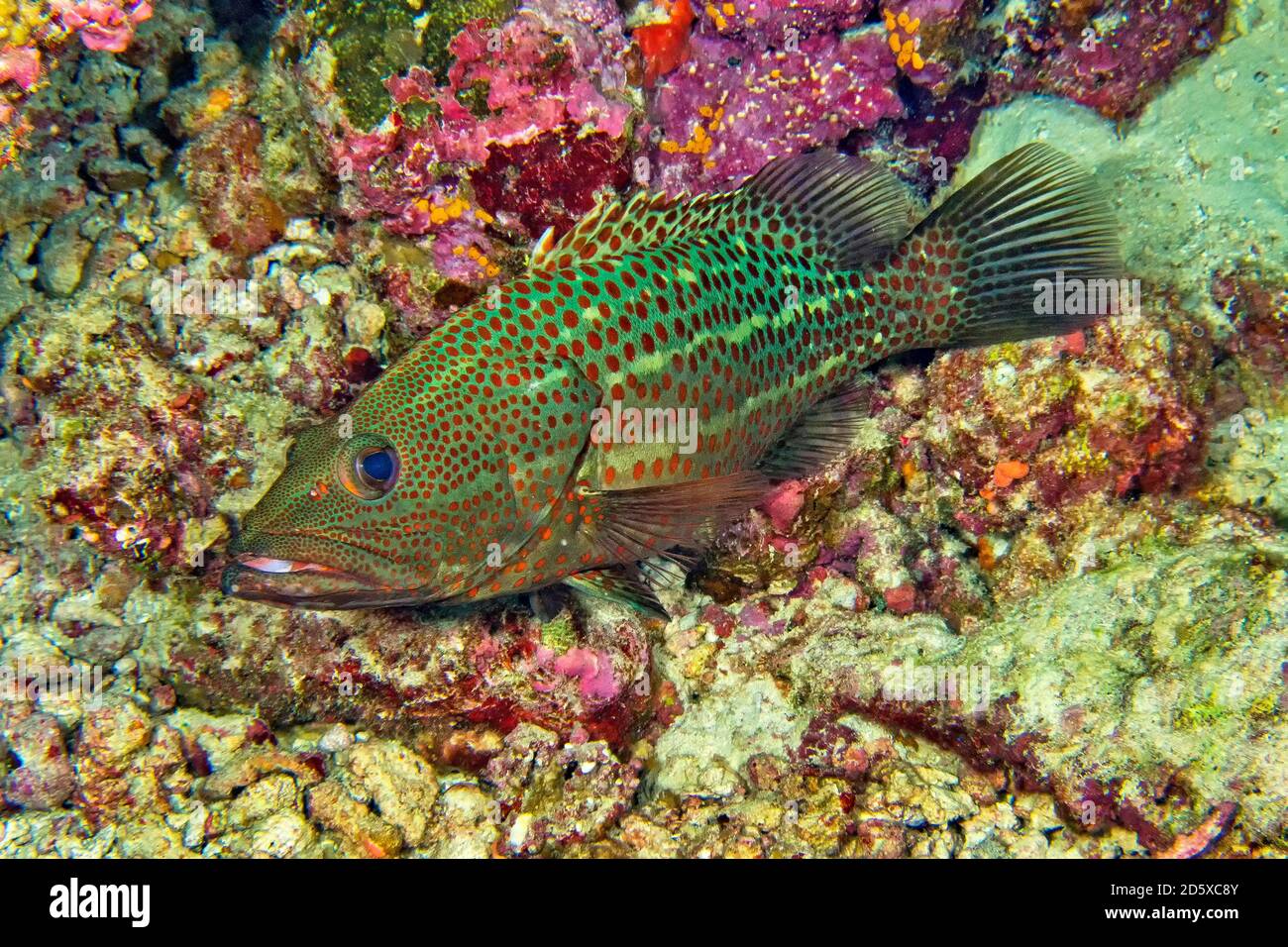 White-lined Grouper, Anyperodon leucogrammicus, Coral Reef, South Ari ...