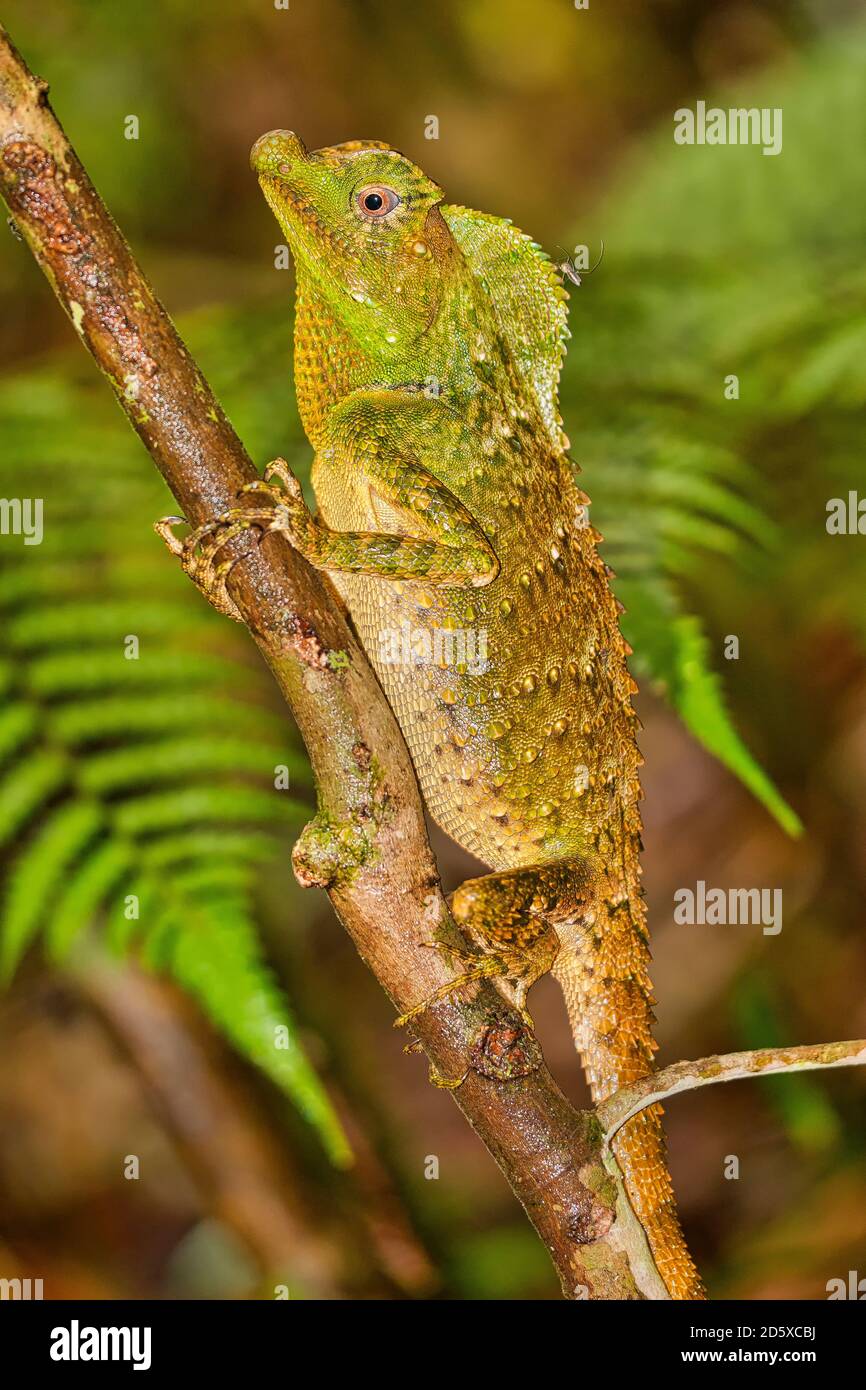 Hump-nosed Lizard, Lyriocephalus scutatus, Sinharaja National Park Rain ...