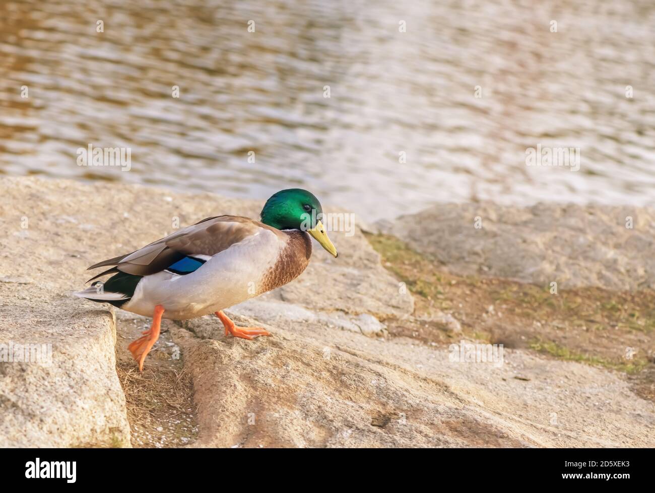 beautiful drake with bright green head the drake walks on stones Stock ...