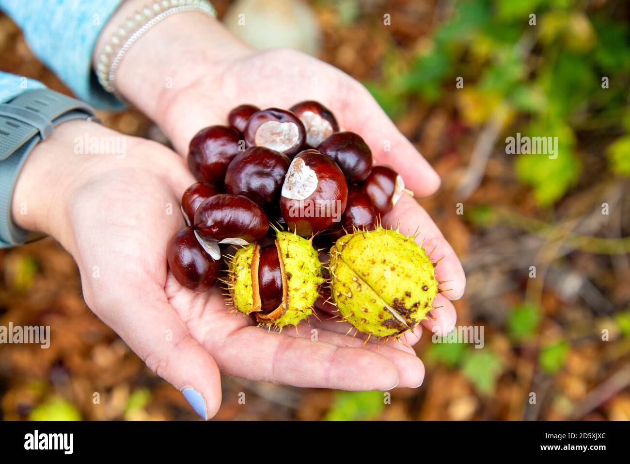 Conkers shell hi-res stock photography and images - Alamy