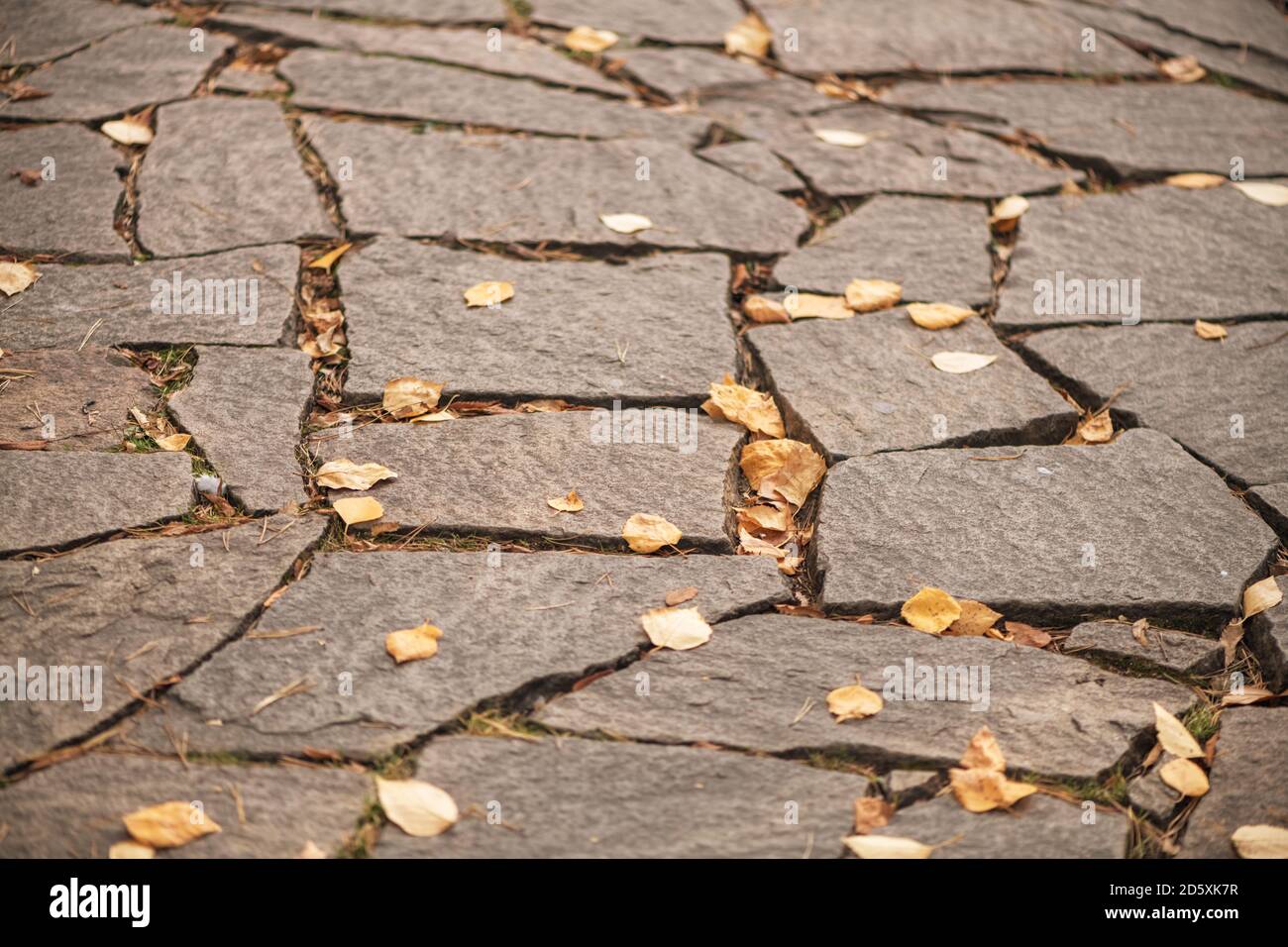 Stone leaves hi-res stock photography and images - Alamy