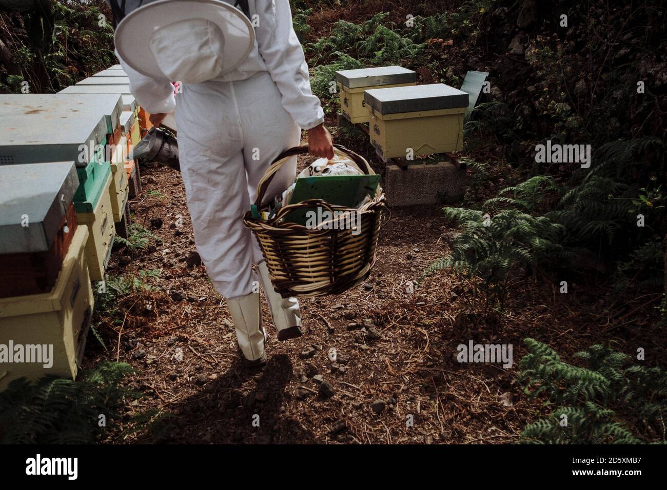 Young woman beekeeper at work in a nature Stock Photo - Alamy