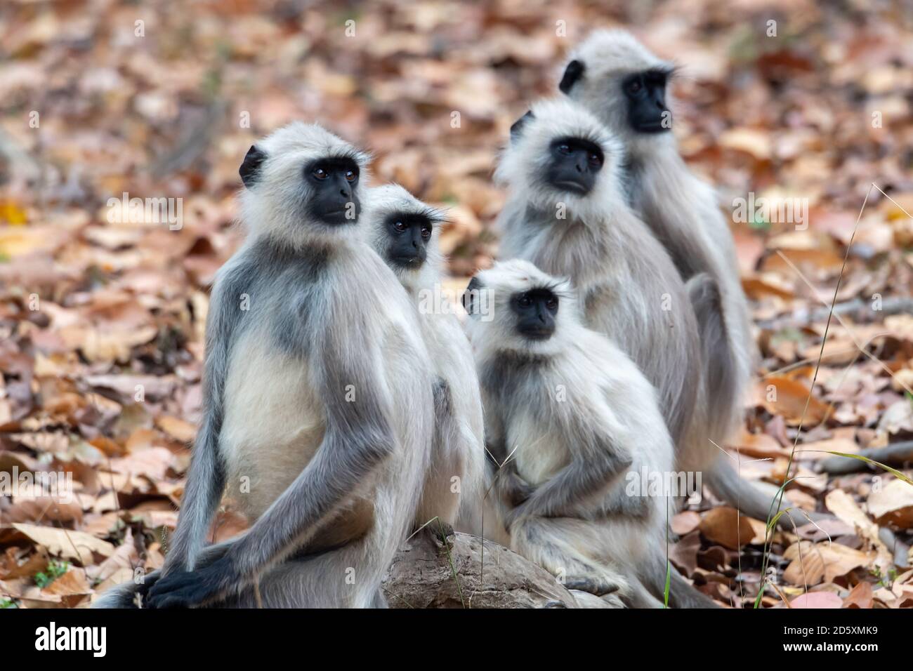 Gray langur (Semnopithecus) adopt almost human-like poses in the wooded ...
