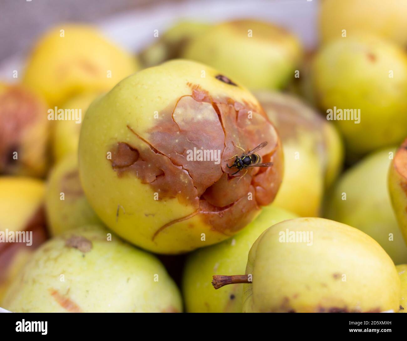Rotten apple.A pile of rotten broken apples, carrion Stock Photo - Alamy