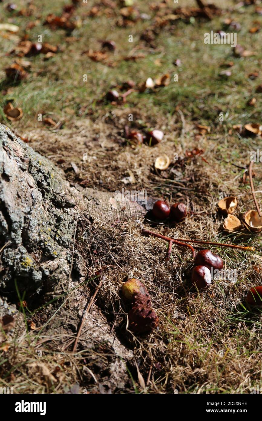 Under the horse chestnut tree hi-res stock photography and images - Alamy