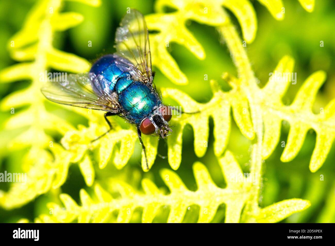 A colourful Fly species with big red eyes, on a fern, Cornwall, England ...