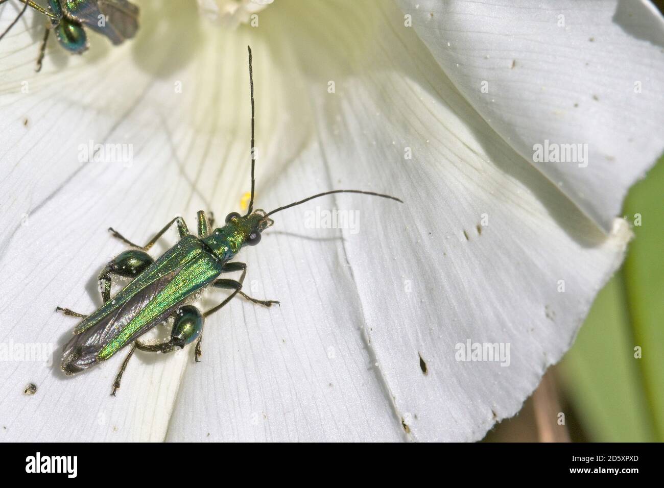 Oedemera nobilis, (also known as the false oil beetle, thick-legged ...