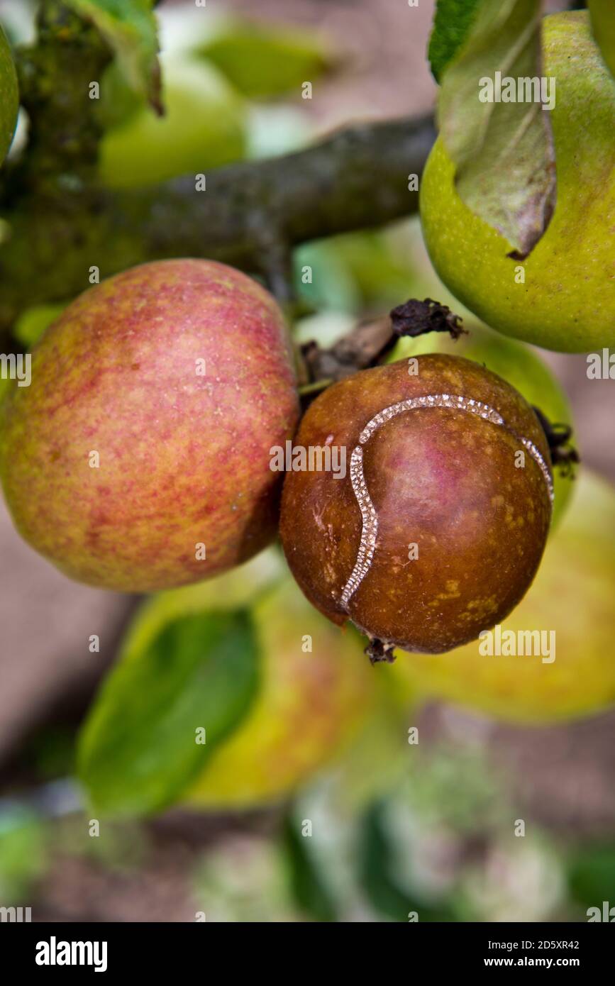 Apple skin damage hi-res stock photography and images - Alamy