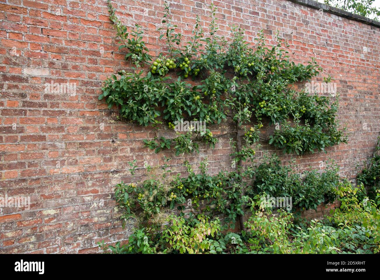 Espalier apple tree growing along side a garden wall Stock Photo - Alamy