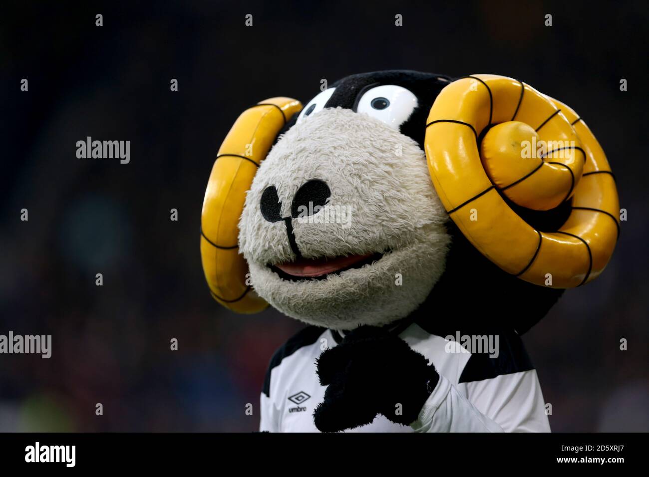 Headshot head shot mascot football hi-res stock photography and images ...