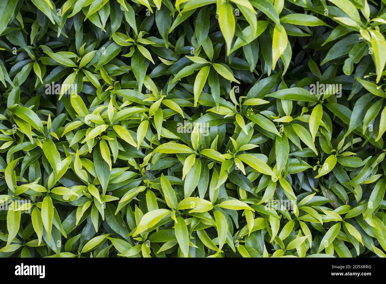 Creating texture hi-res stock photography and images - Alamy