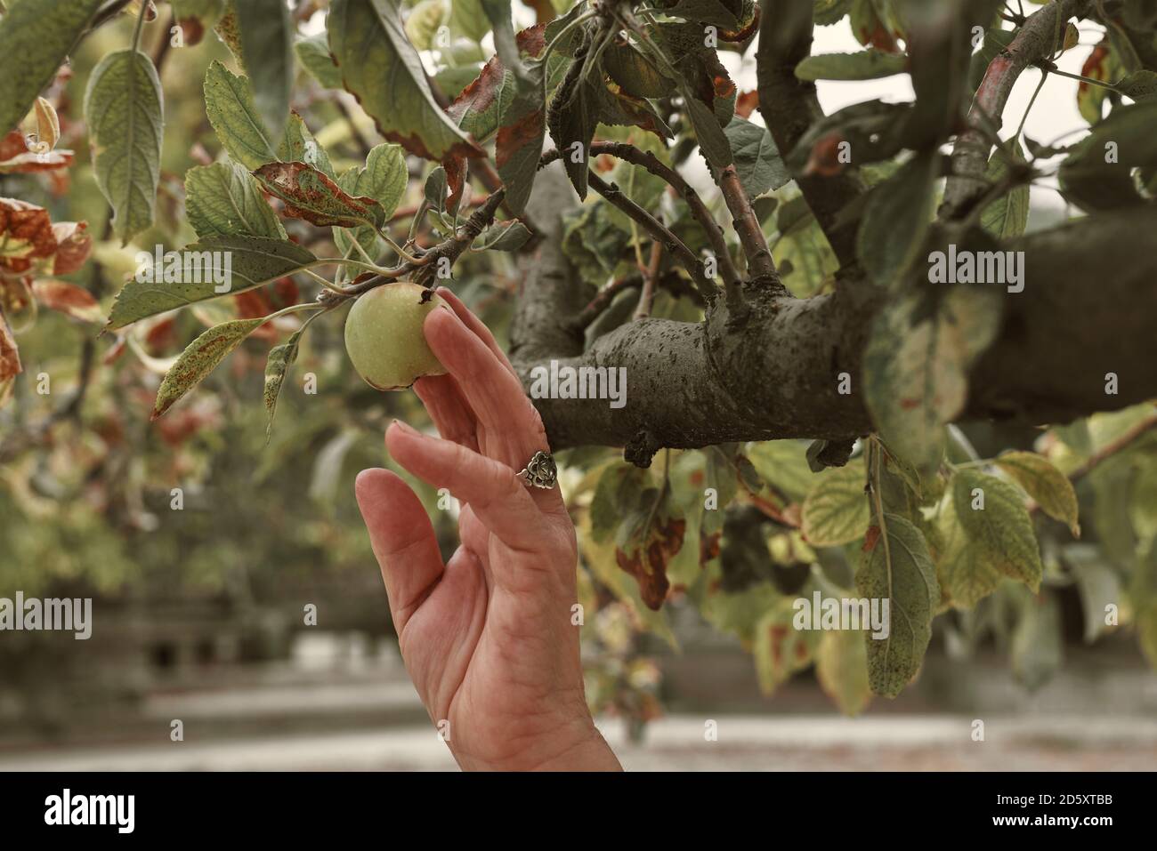 An old woman's hand picking fruit from the tree. Orchard concept Stock ...
