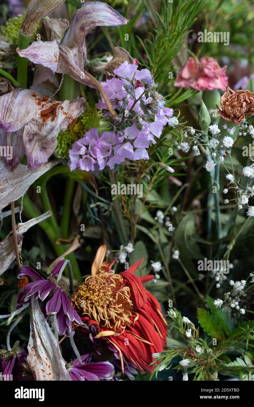 wilted flower set Stock Photo - Alamy