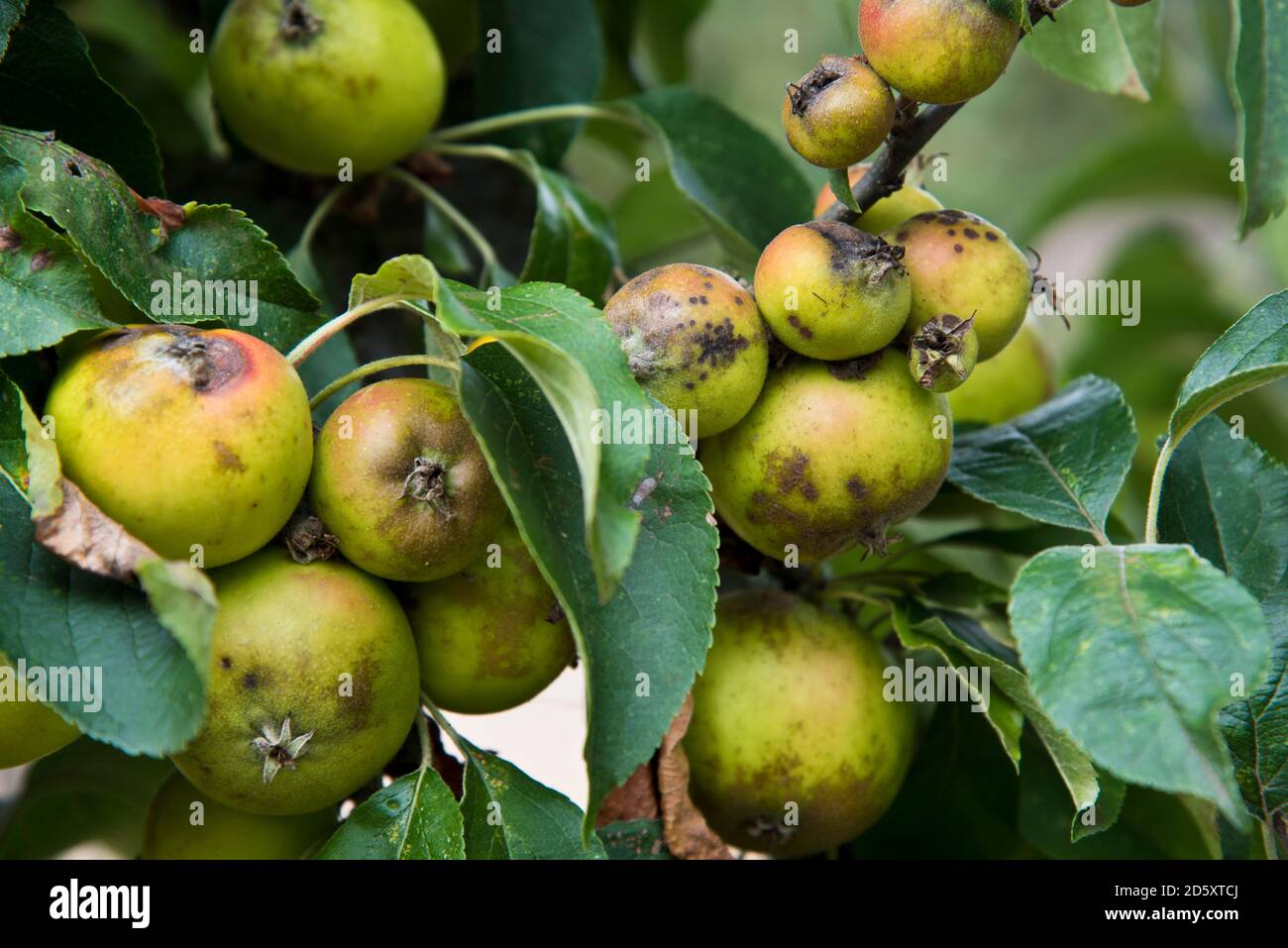 Apple fruit disease hi-res stock photography and images - Alamy