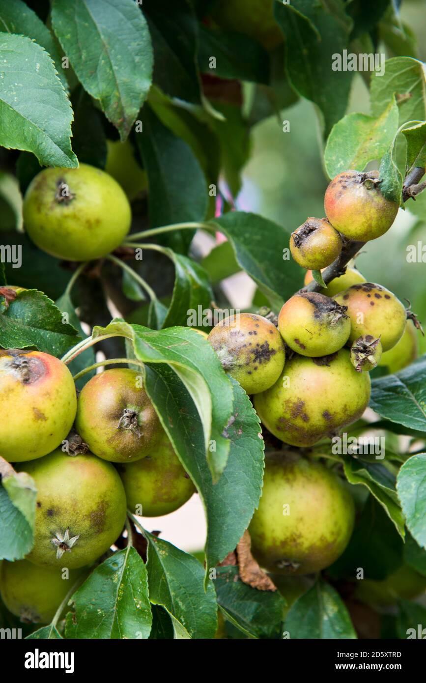 Bitter pit on apples Stock Photo - Alamy