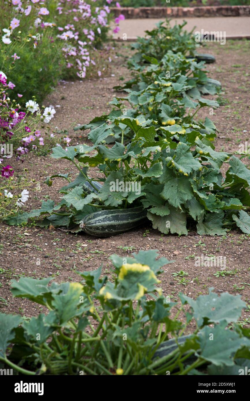 Marrows growing in the veg plot Stock Photo - Alamy