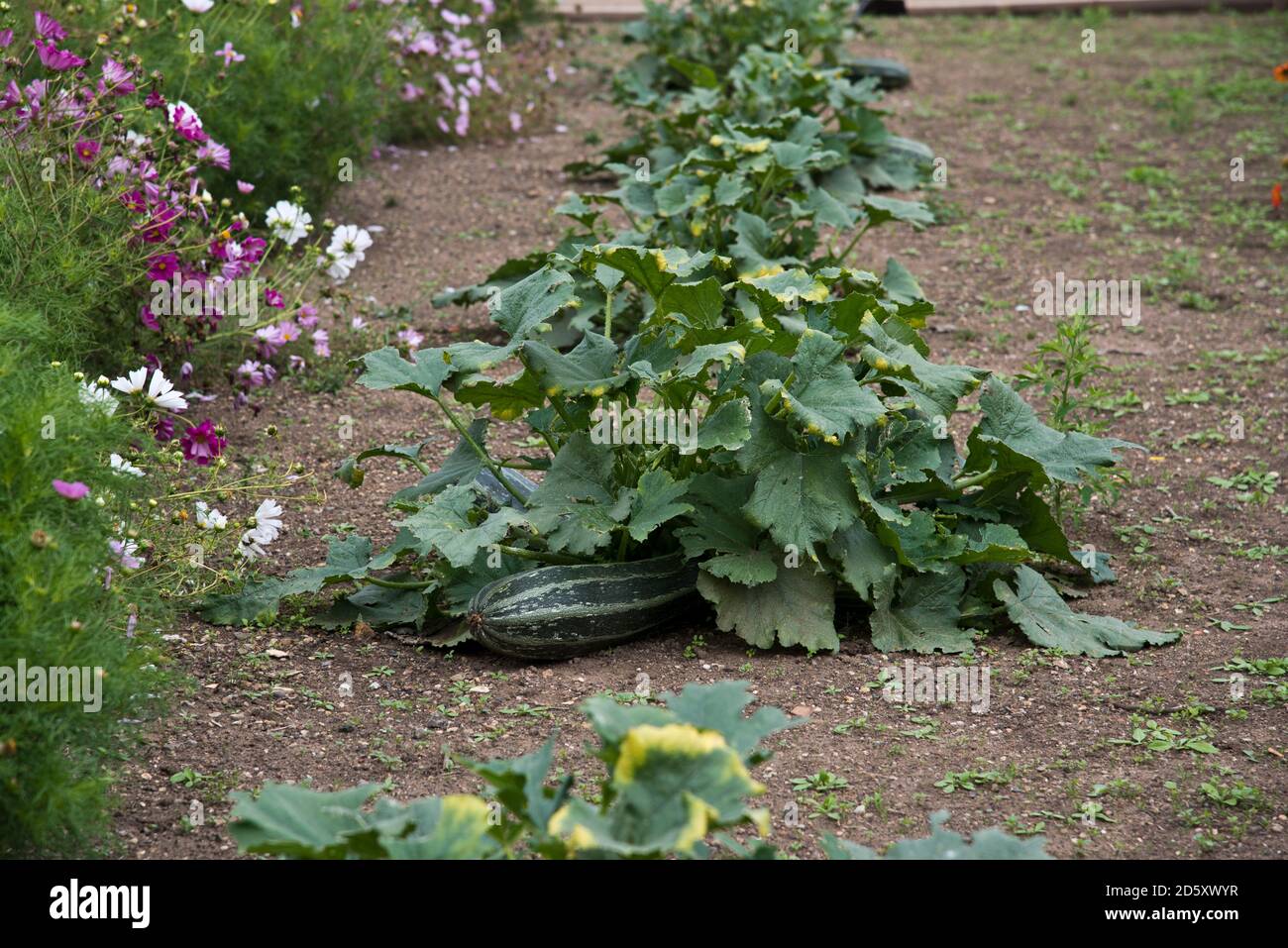 Marrows growing in the veg plot Stock Photo - Alamy