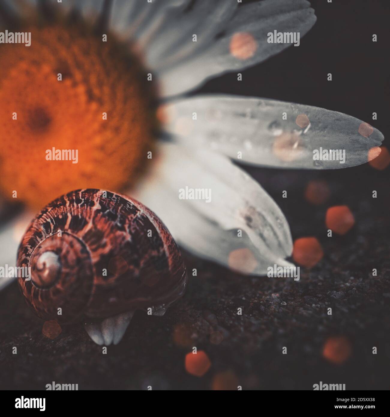snail and daisy flower in the nature in autumn season Stock Photo - Alamy