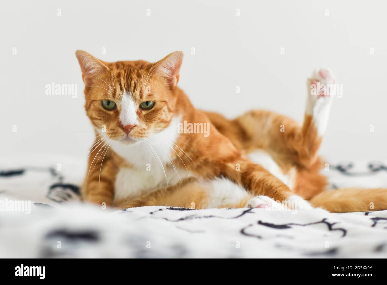 Cute kitten in lying position hi-res stock photography and images - Alamy
